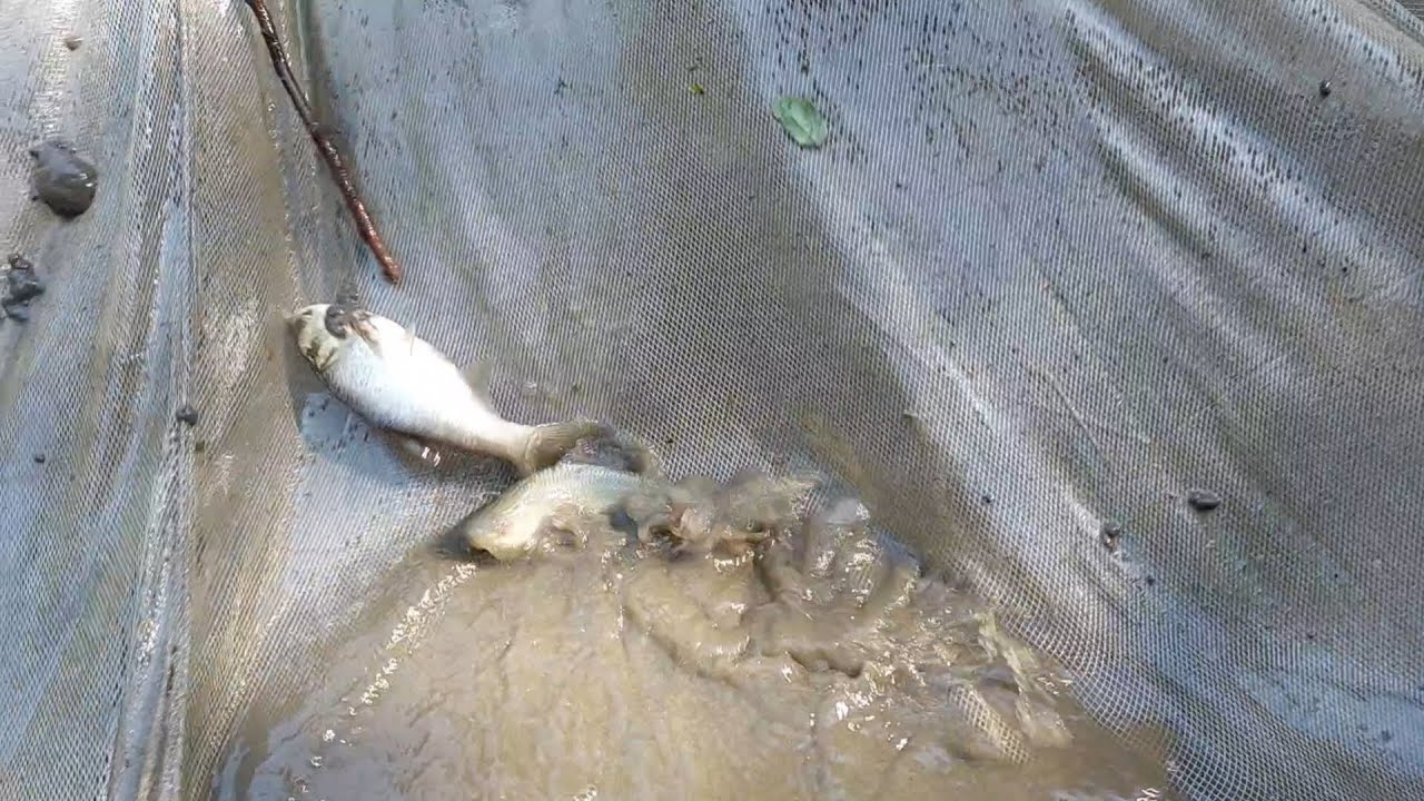 Really Amazing Push Net Fishing ! Best Fish Catch by Net। Awesome Net ...