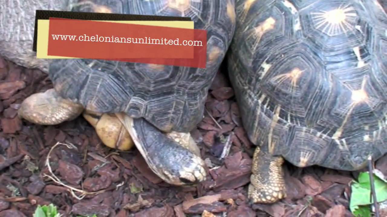 Astrochelys radiata HD - Chelonians Unlimited - Mating Videos 1 - YouTube
