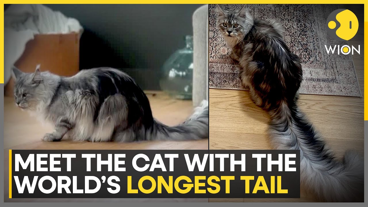 Minnesota Cat Holds Guinness World Record For Longest Tail | World News ...