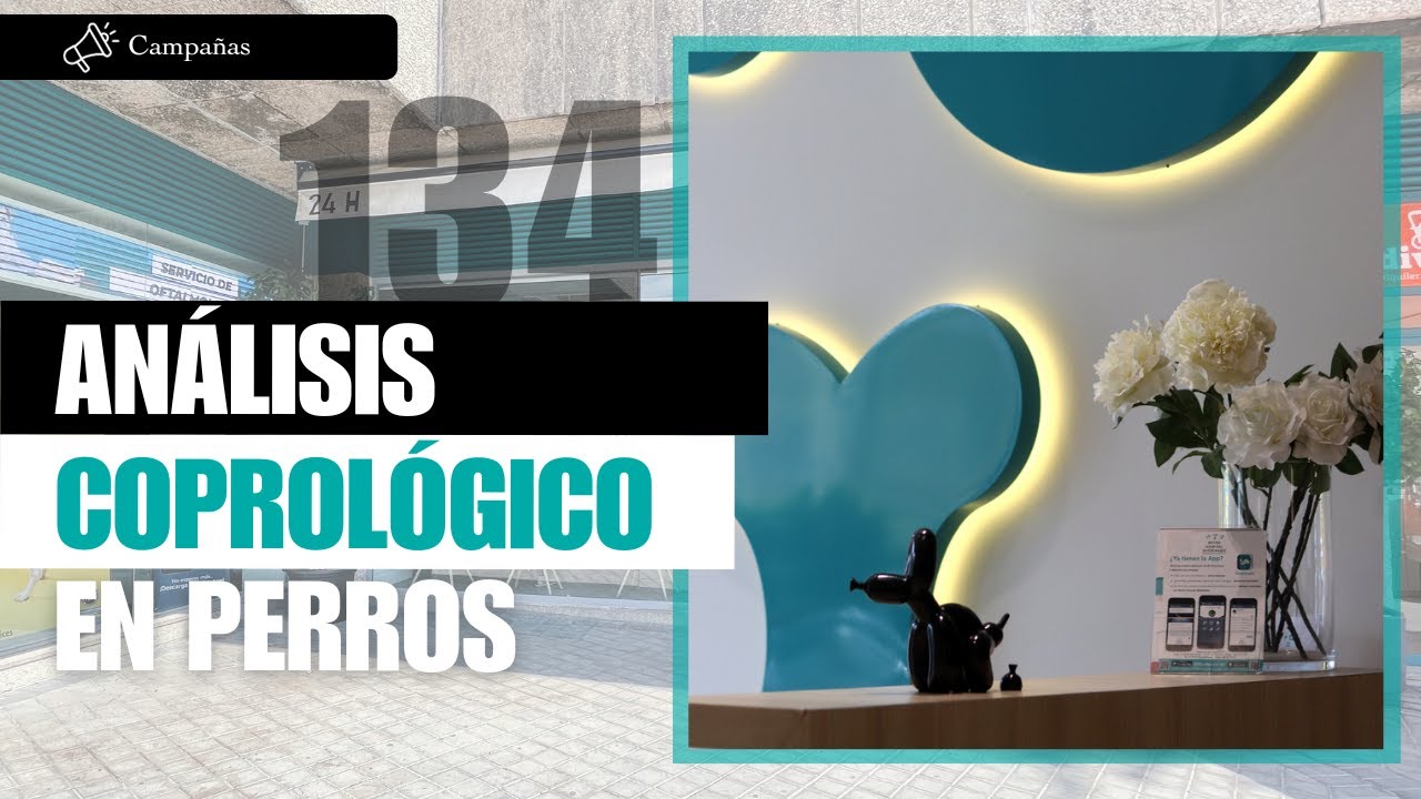 CAPÍTULO 134: ¿Por qué debo realizar un análisis coprológico a mi perro ...
