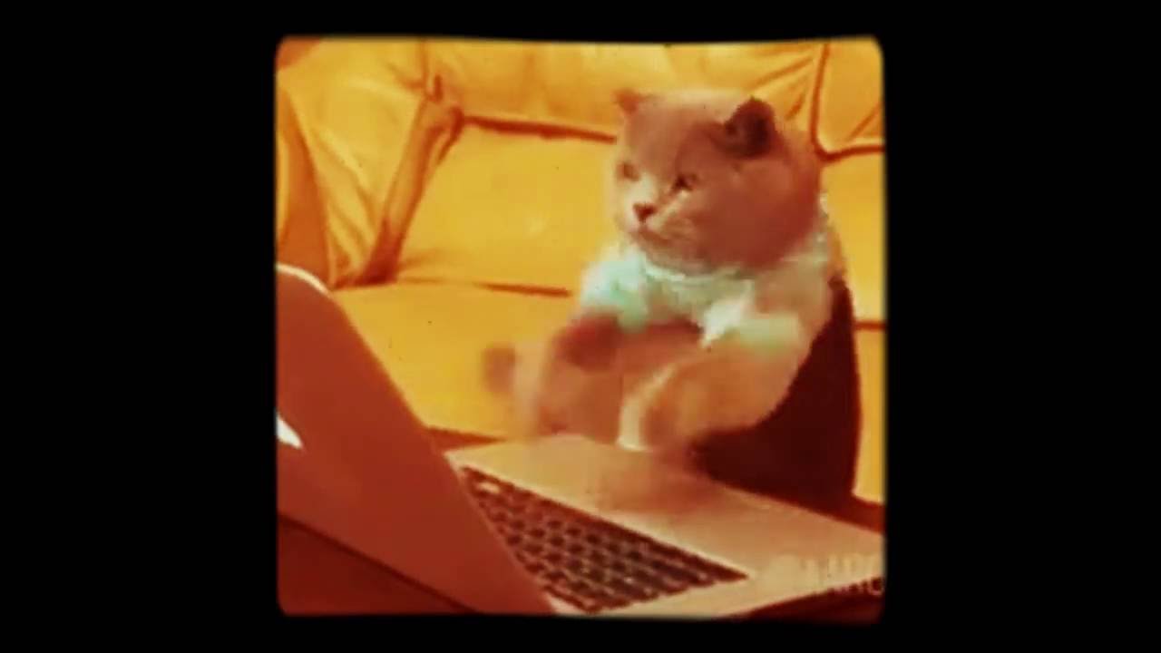 Gato doido - YouTube