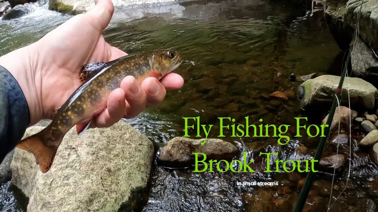 Fly Fishing for Brook Trout in Small Streams - YouTube