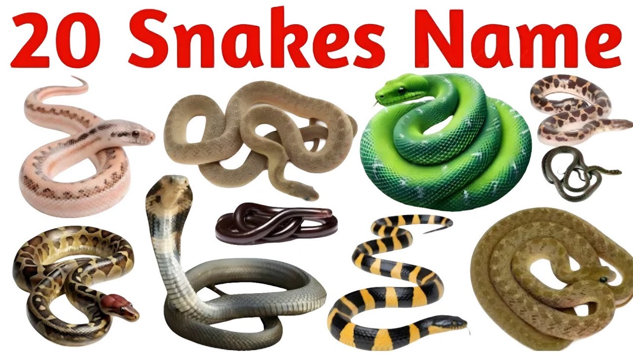 Snake Names for Kids | Learn 20 Types of Snakes in English | Preschool ...