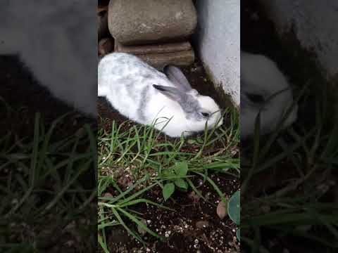 conejo aprovechando el descansando - YouTube