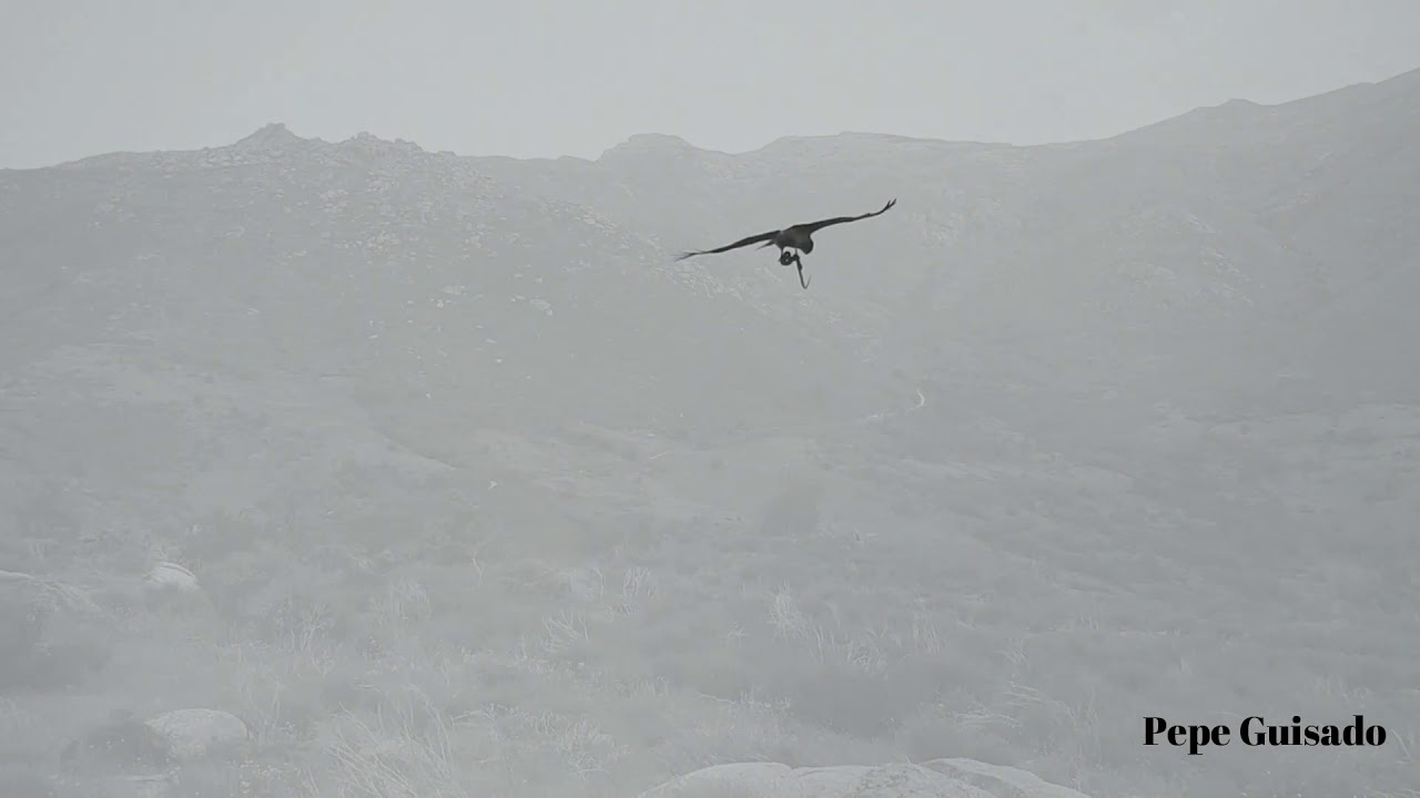 Culebrera Europea con culebra en vuelo - YouTube