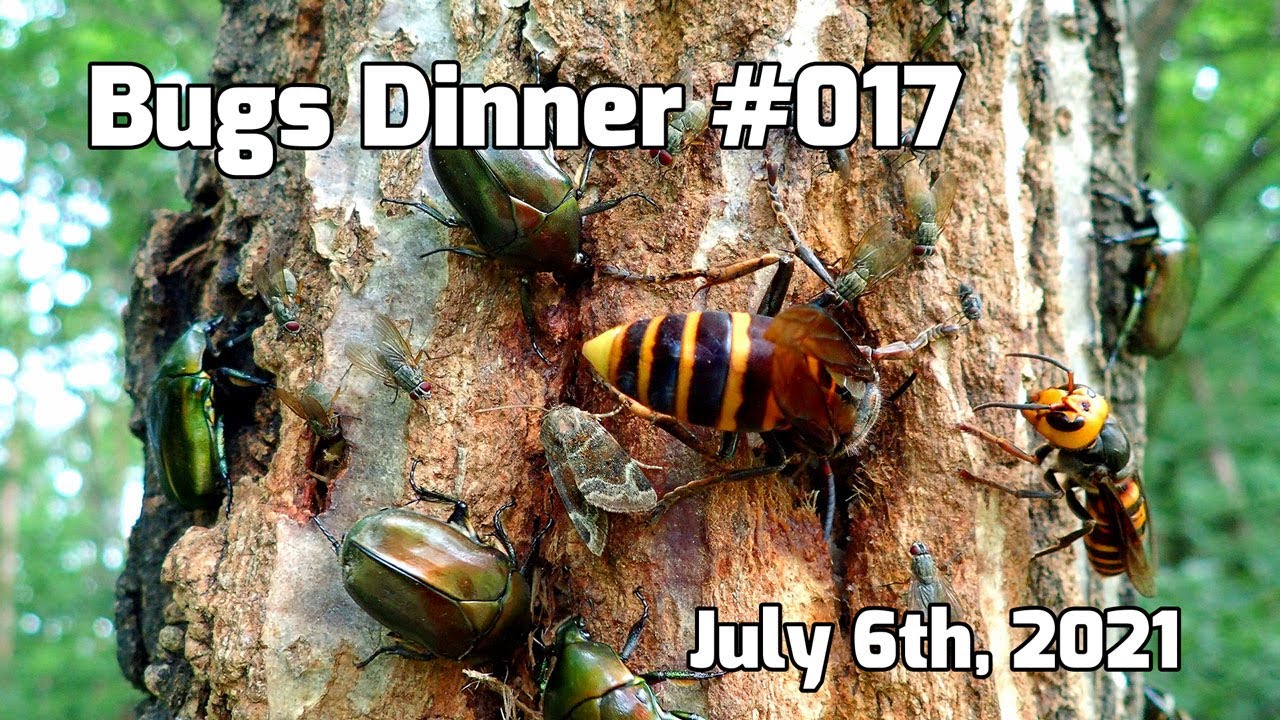 Bugs dinner ＃017 July 6th, 2021 vespa mandarinia - YouTube