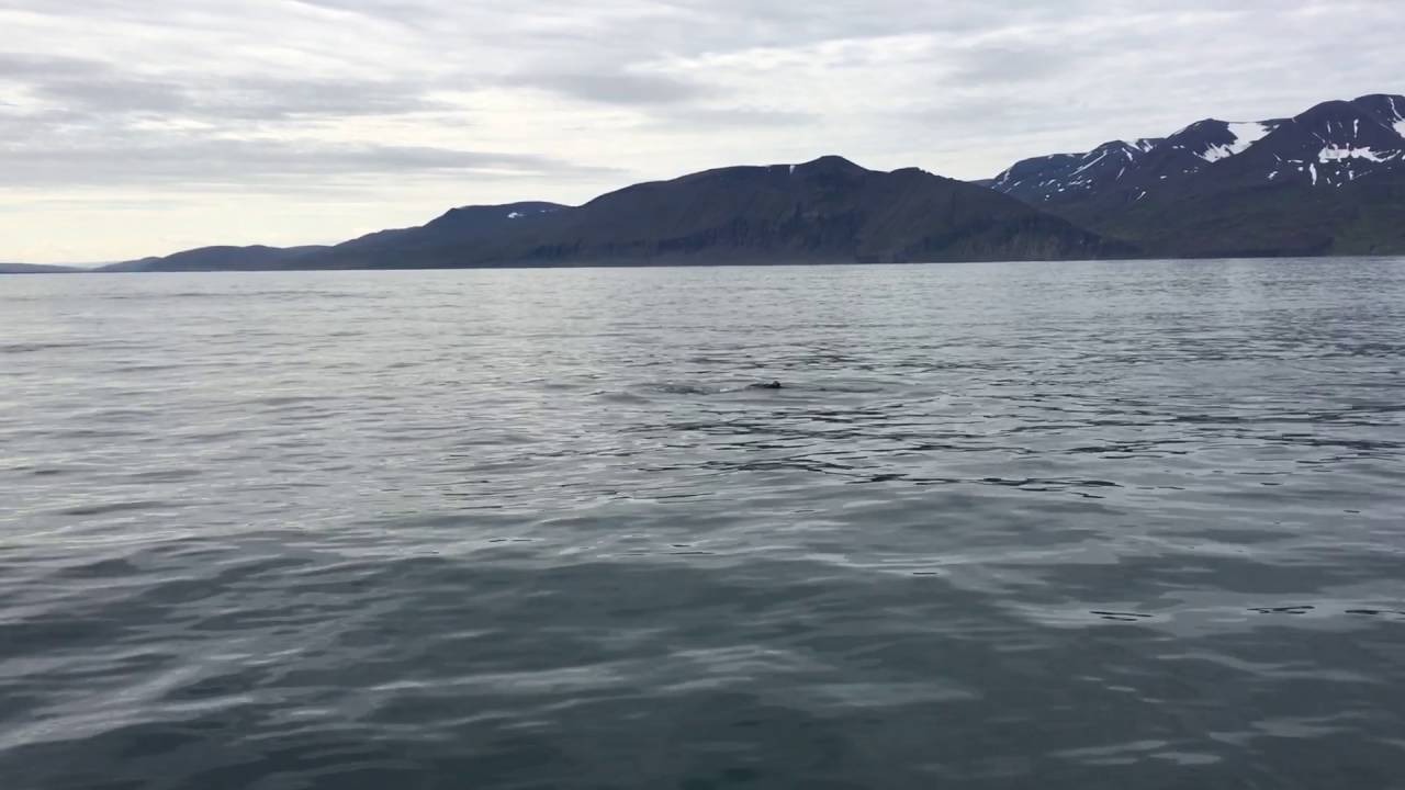 Island — Velryby - YouTube