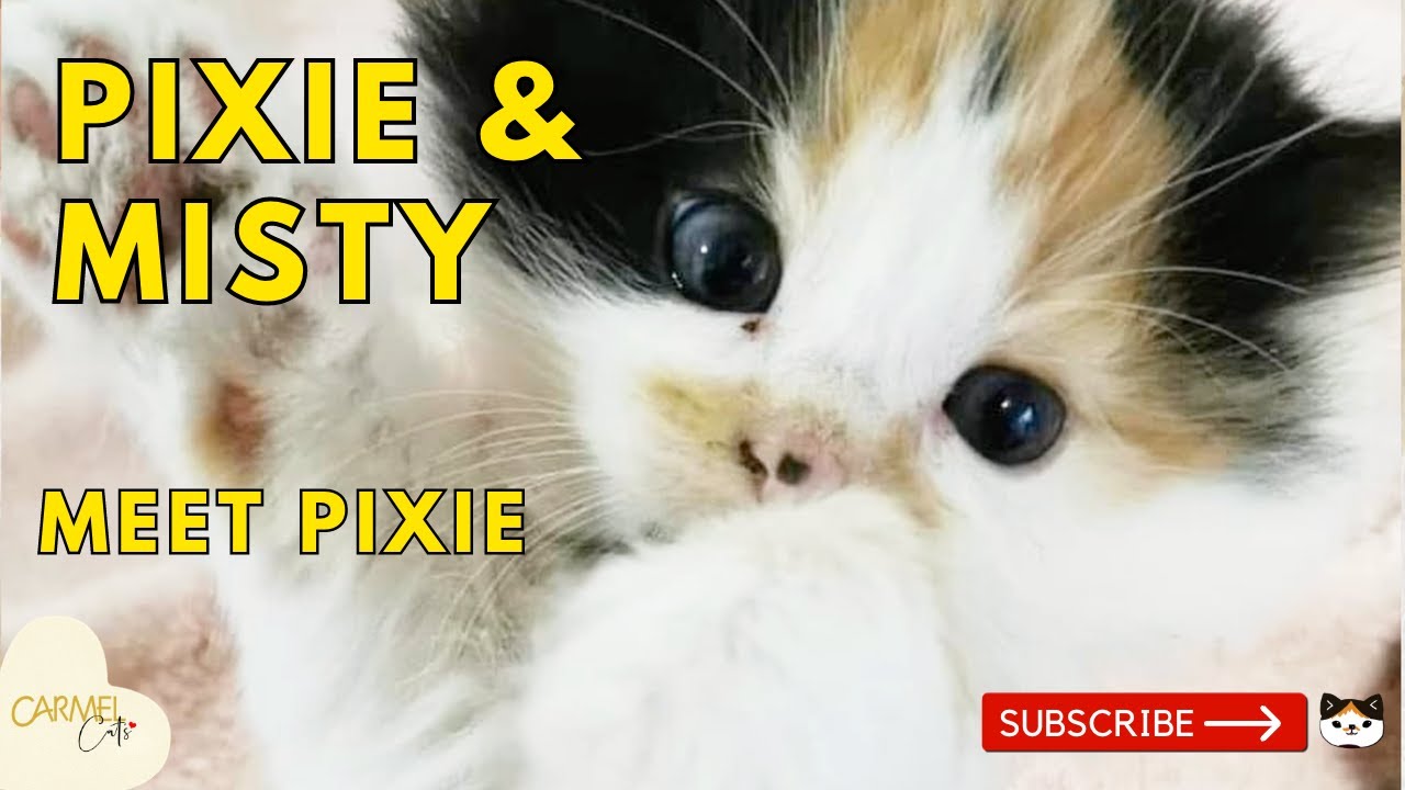 Meet Pixie Our Adorable baby kitten - YouTube