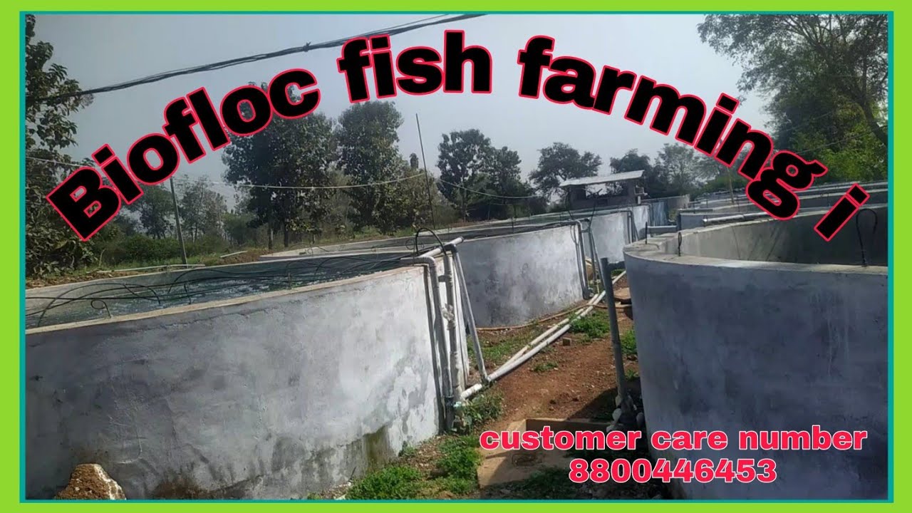ABC society।। Biofloc cement tank।। Biofloc fish farming in ...