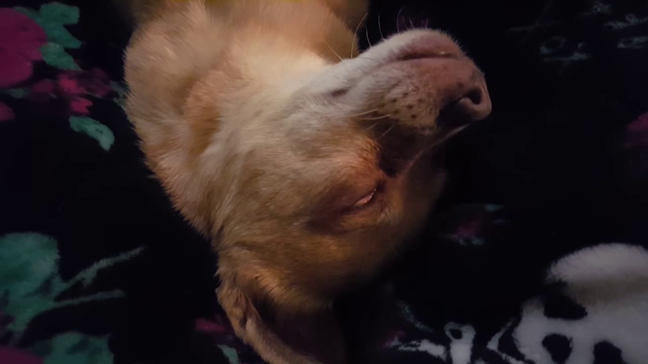 Demon possessed dog - YouTube