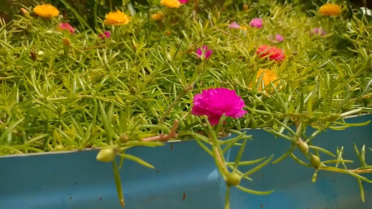 Chini Gulab 🌷🌸💮🌺🌿 - YouTube