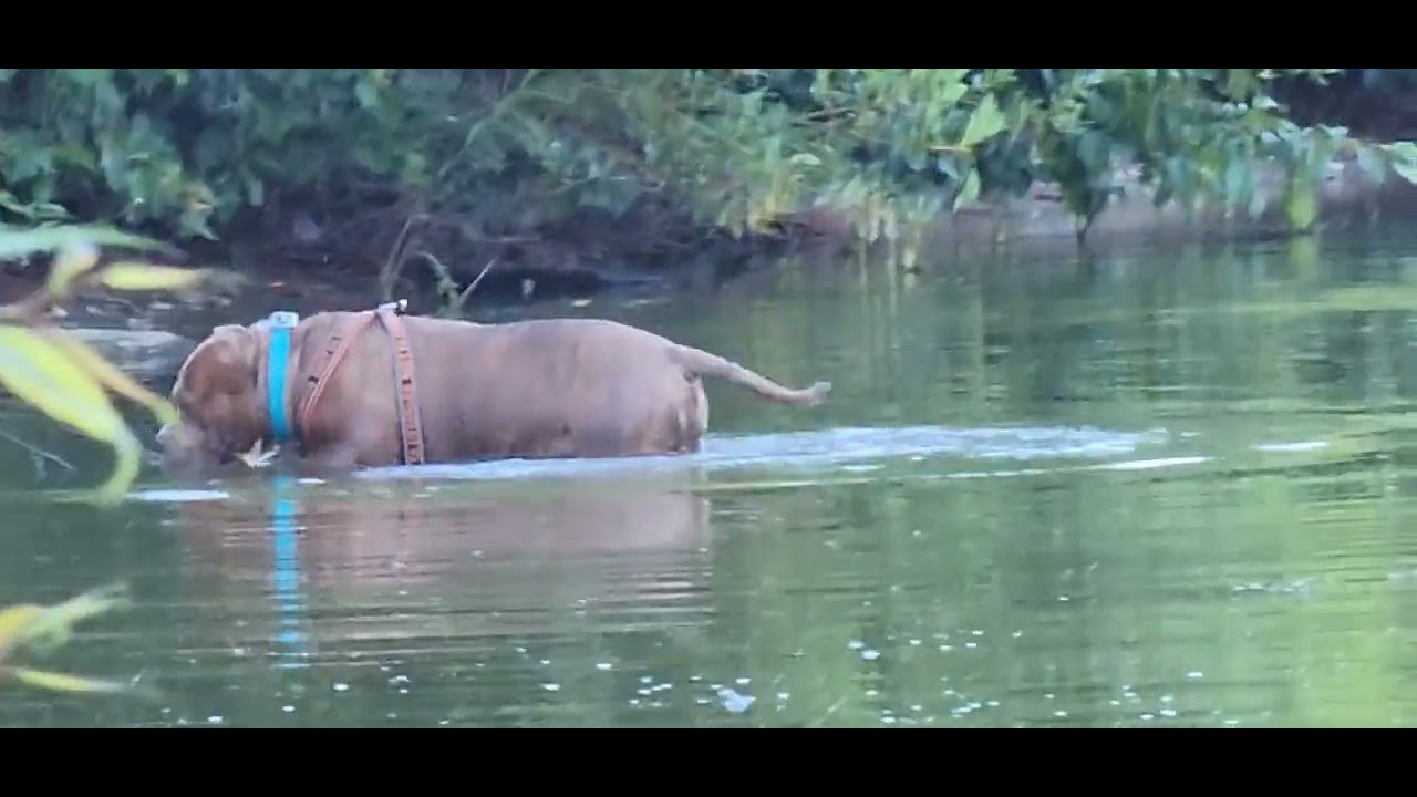 5 minutes of Kermit Playing in the Water - YouTube