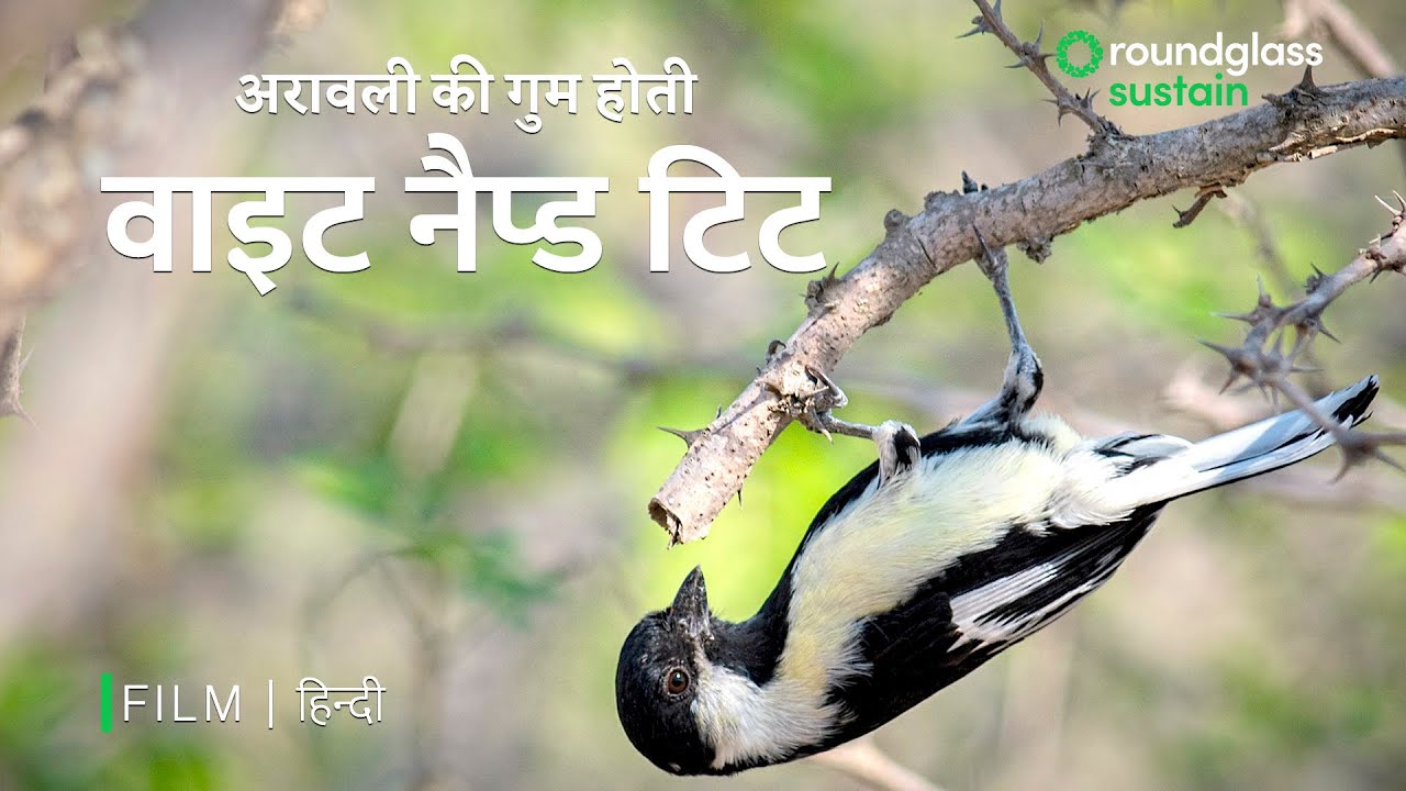 अरावली की गुम होती व्हाइट-नेप्ड टिट | Bird Species | Indian Ecosystem ...