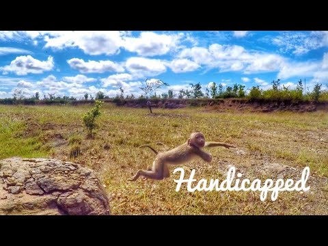 BABY MONKEY CRIPPLED BY TRAP. - YouTube