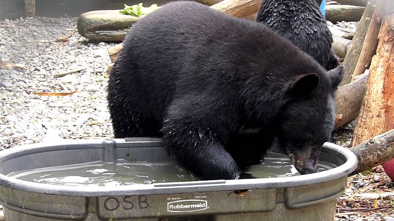Critter Care - Black Bears, Class of 2014/15 - YouTube