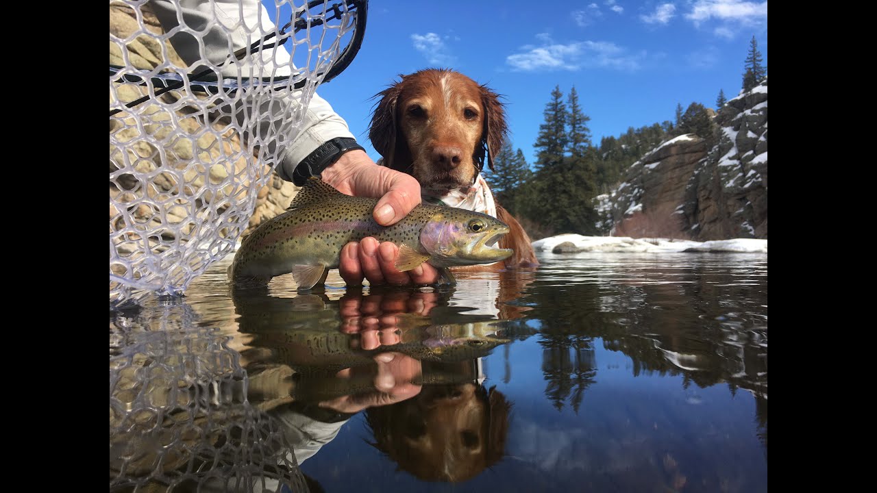 Sage- Greg Blessing's Trout Dog - YouTube