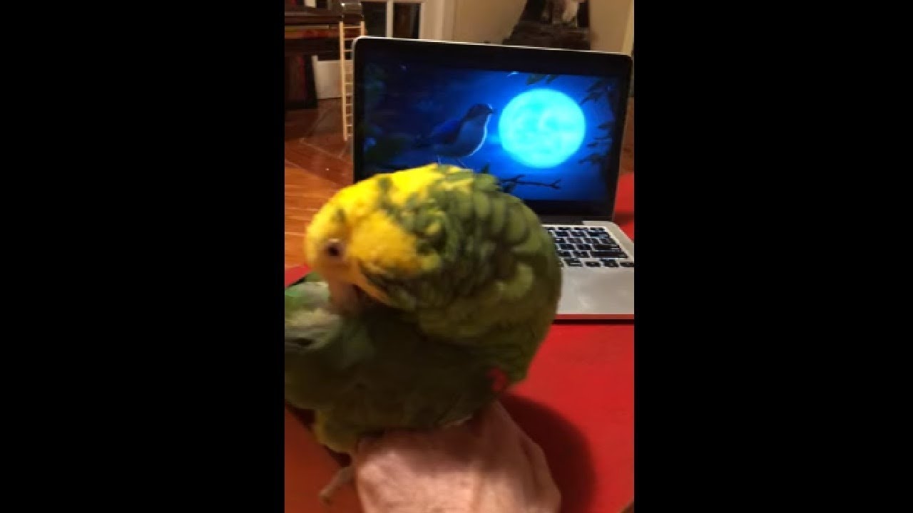 Parrot Singing An Opera Song After Listening To It - YouTube