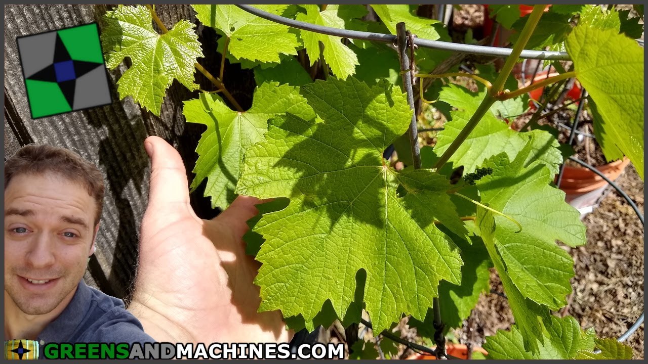 How the Vineyard Emerged from Dormancy | Container Vineyard Update ...