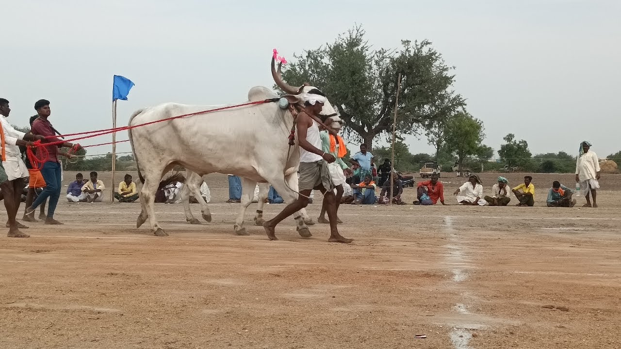 navalkal bulls race 8va kadi sirwar raichur dist Karnataka - YouTube
