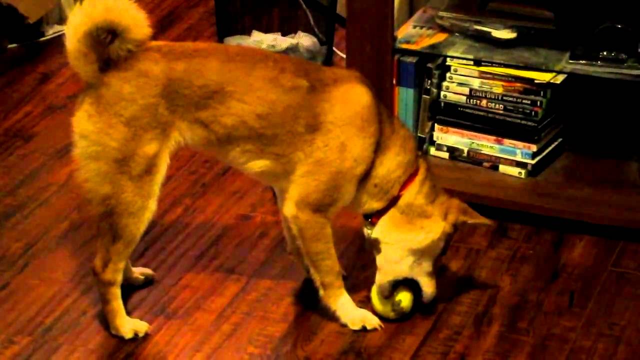 Hachi Shiba Inu Moo / Yell / Scream - YouTube