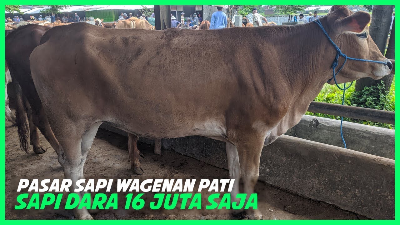 Sapi Dara Calon Induk 16 Juta Pasar Sapi Wagenan PATI Saja - YouTube