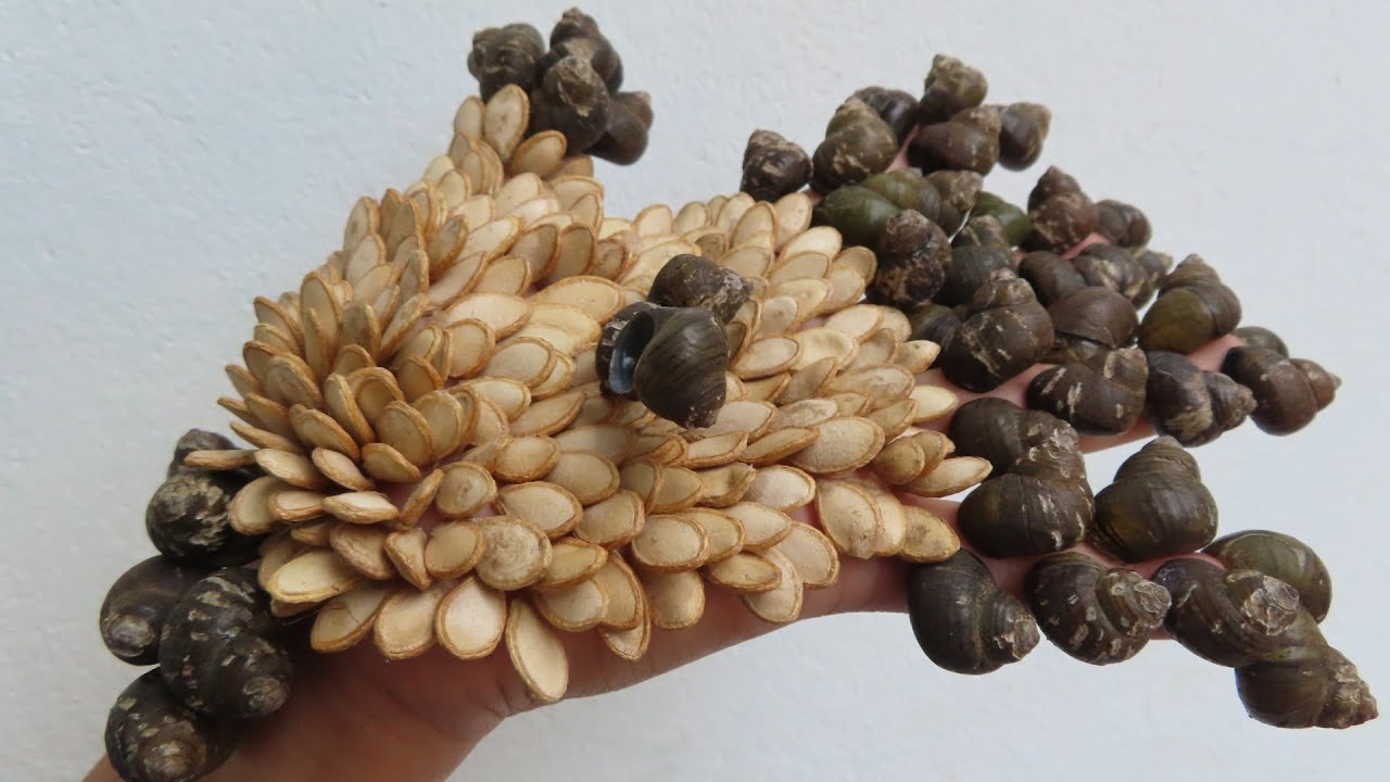 [Amazing Ticks] How to remove big ticks style on palm human | Designed ...