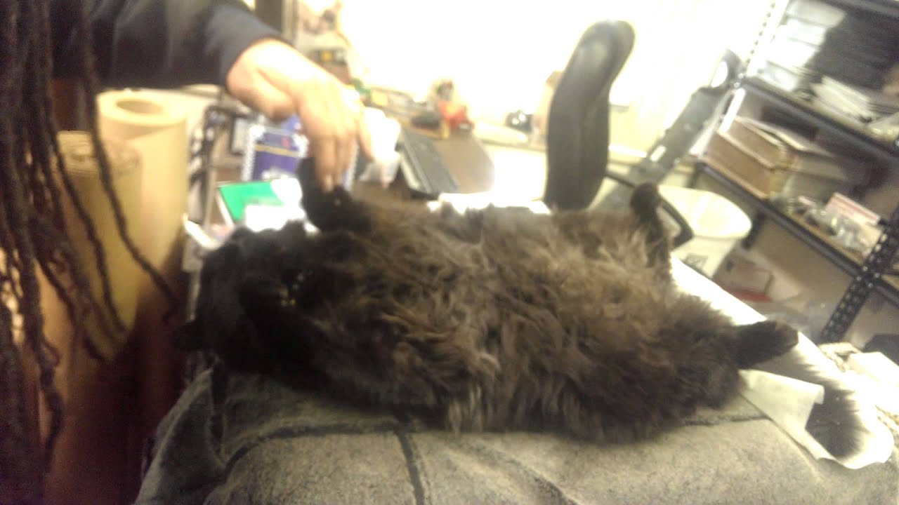 Mookie the cat knows how to kick back & enjoy life - YouTube