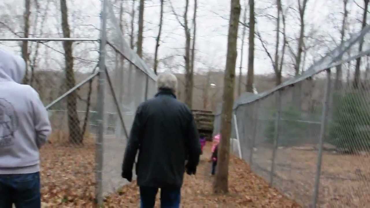 Atka wolf at the wolf sanctuary in South Salem NY - YouTube