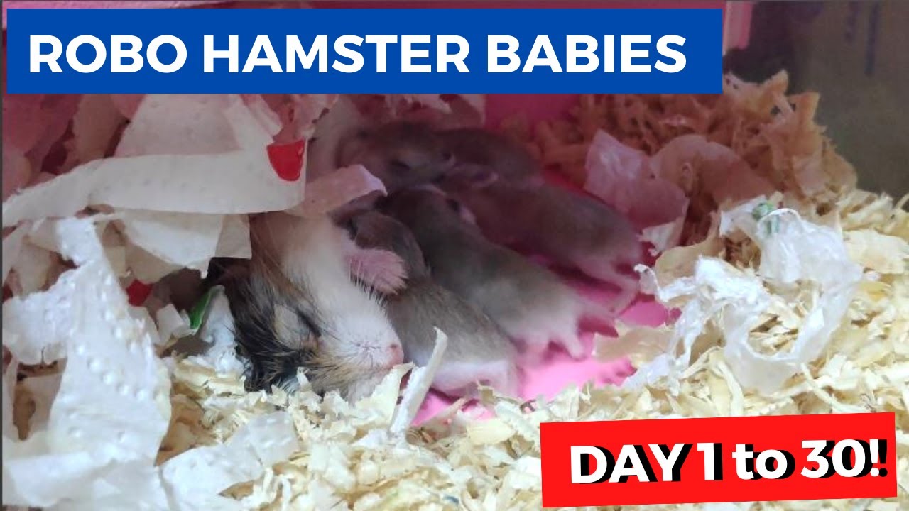 Robo Dwarf Hamster Babies