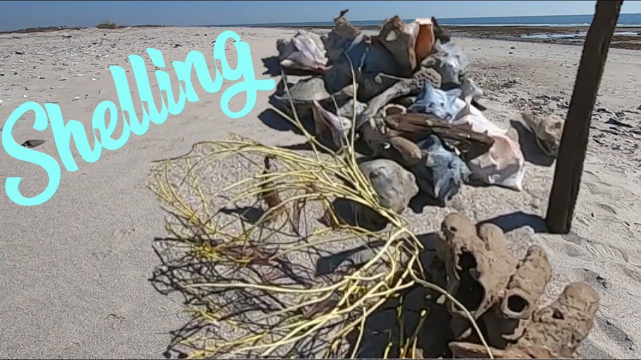 Let's go SHELLING/Sea Shelling - YouTube