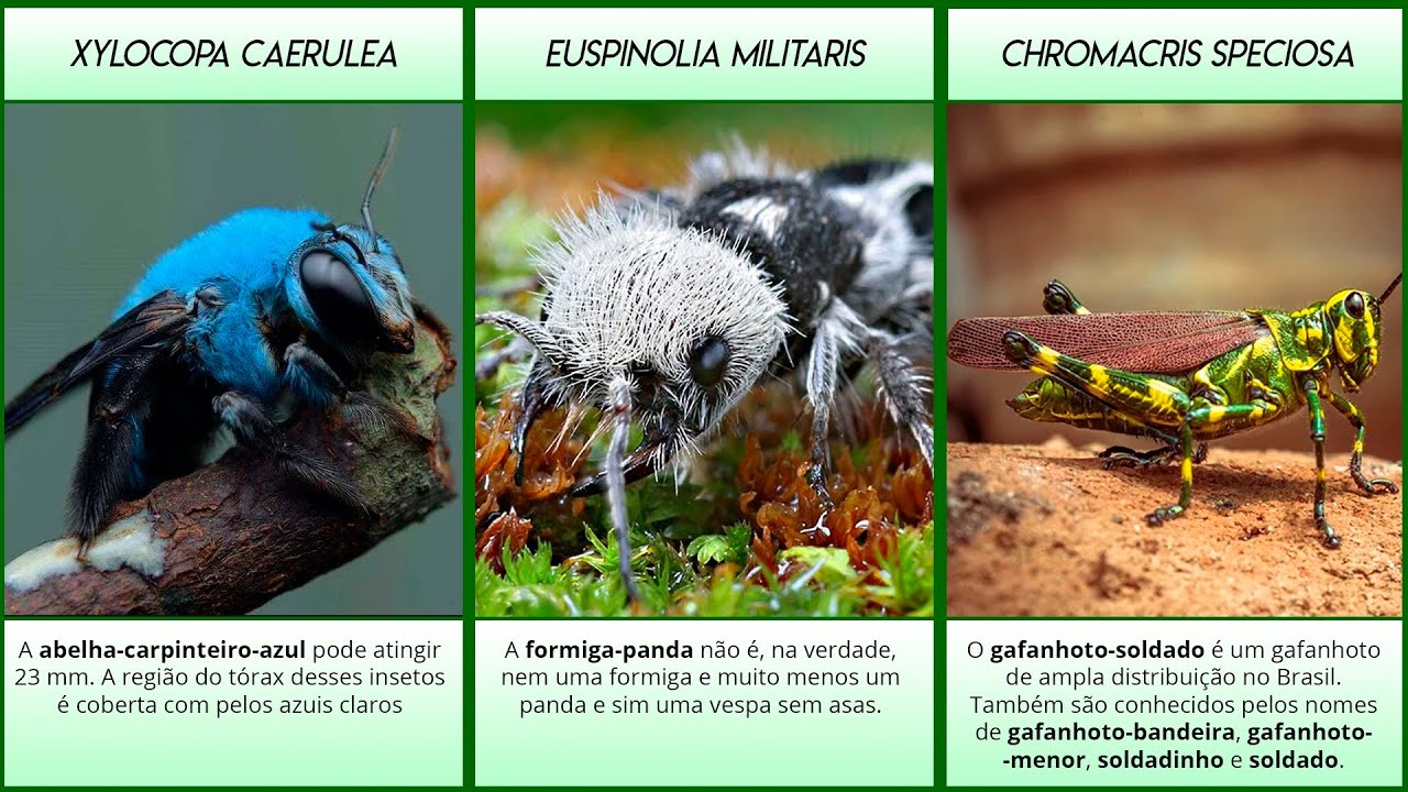 39 INSETOS incríveis que você precisa conhecer - YouTube