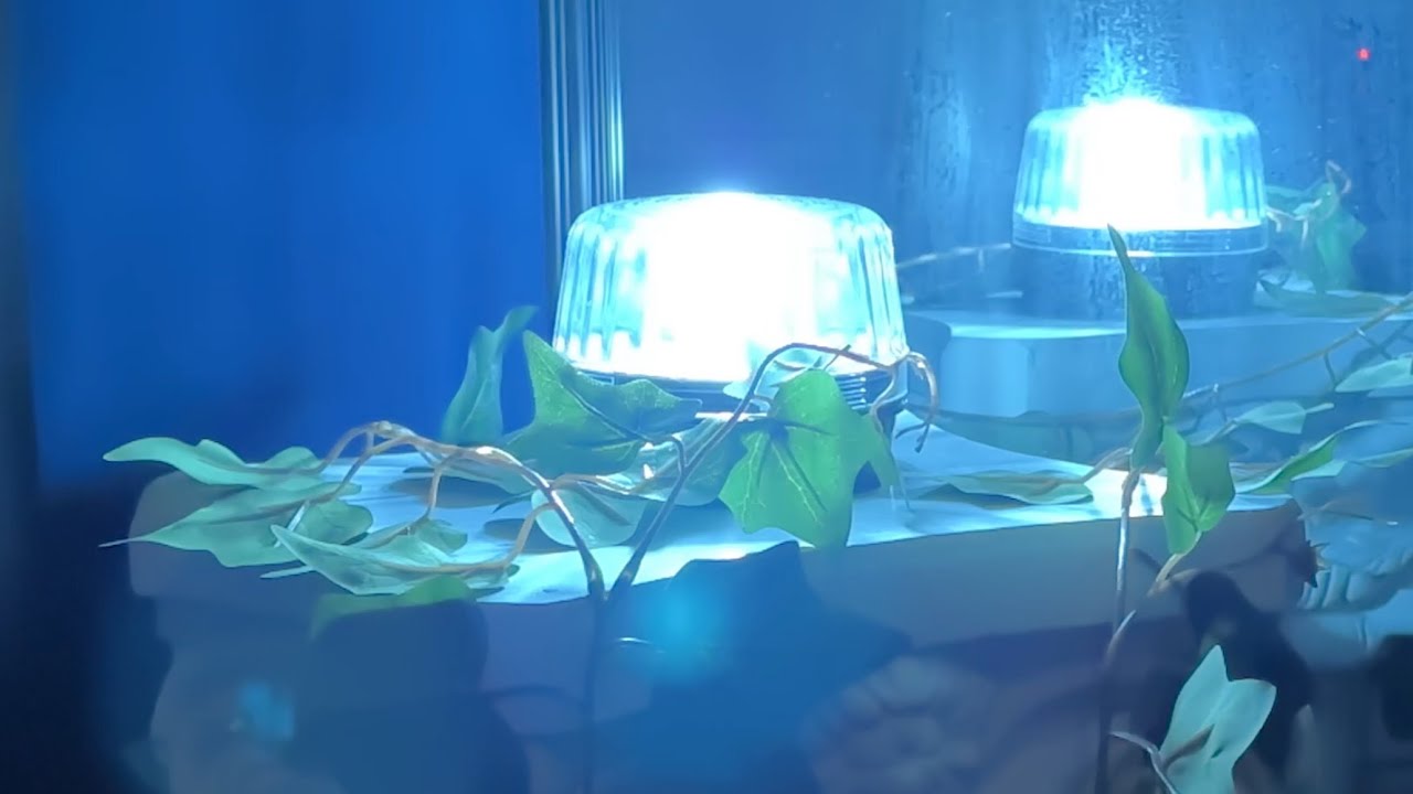 HomeSafe Hearing Impaired Kit Strobe Light | Alert Demo - YouTube