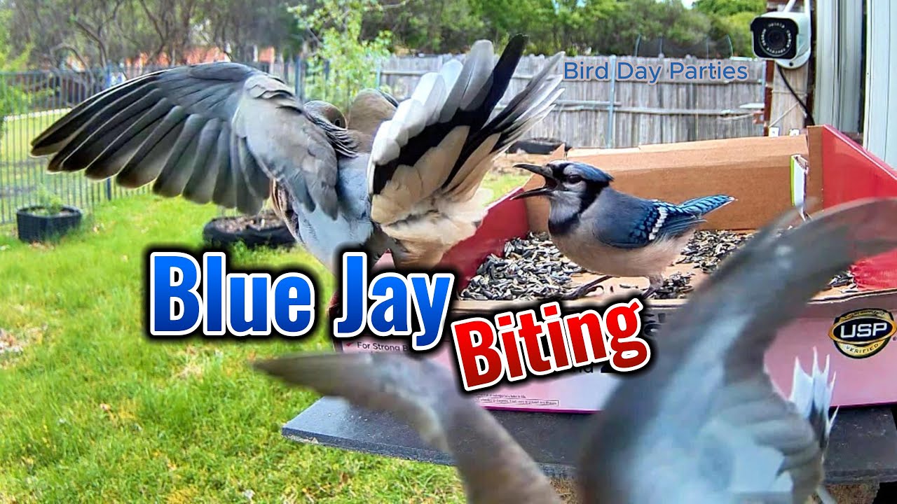 Blue Jay Biting Doves at the Bird Feeder - Blue Jay Bird Behavior - YouTube