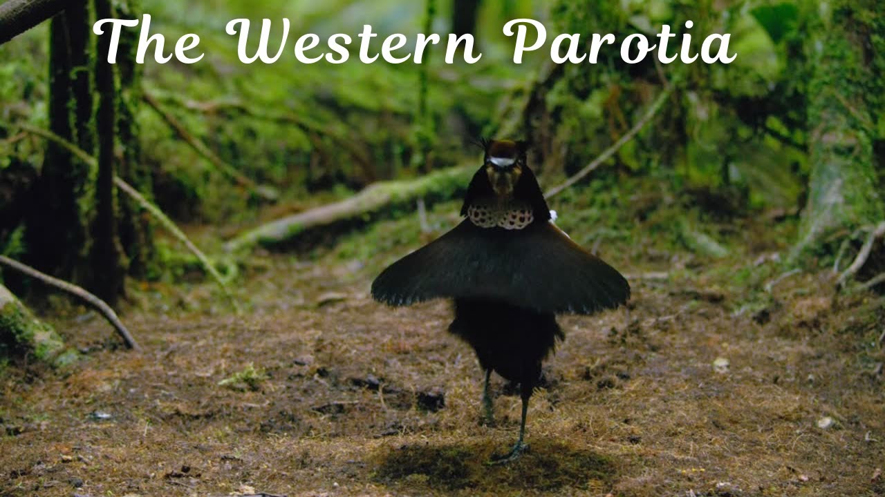 Western Parotia Dance to Mate - YouTube