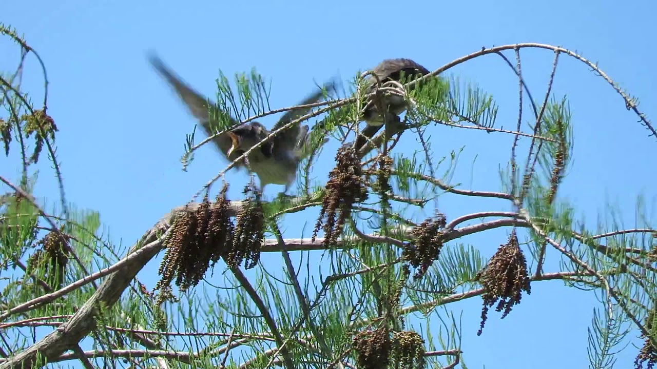 Purple Martin feeding newly fledged young - YouTube