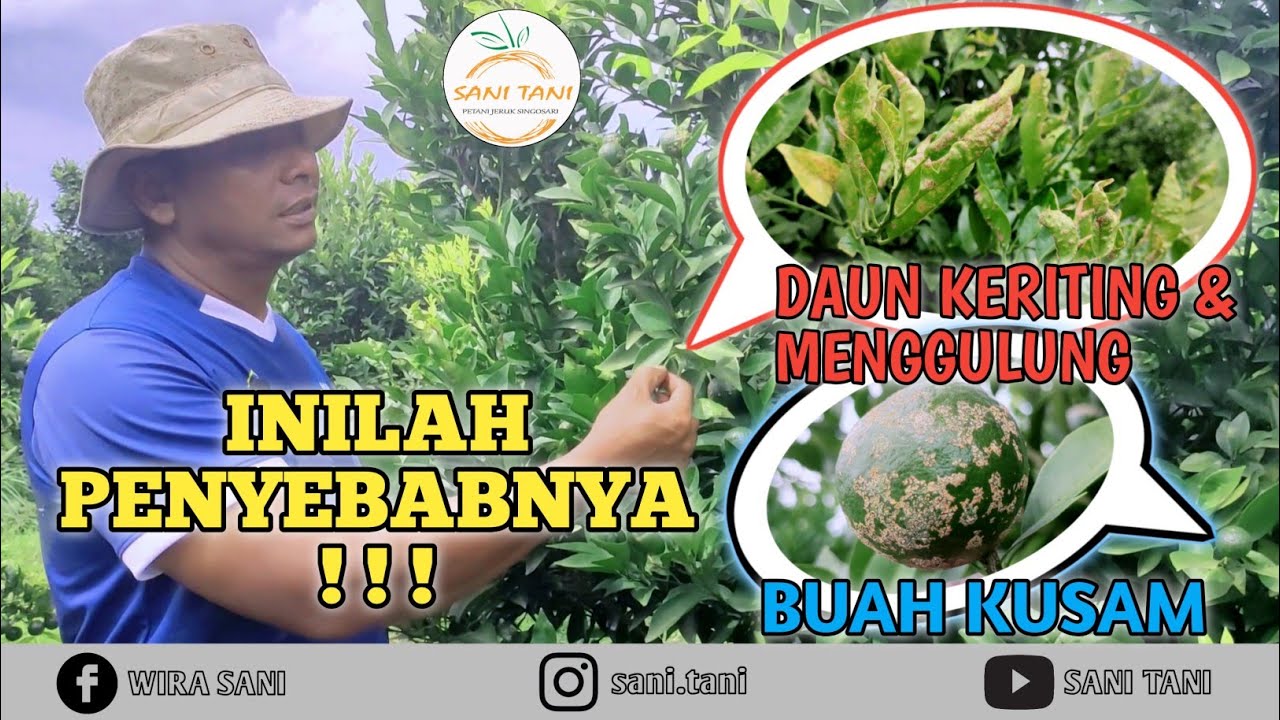 MENGATASI DAUN JERUK YANG KERITING DAN BUAH KUSAM - YouTube