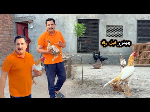 Pure mianwali aseel murgha or murgi