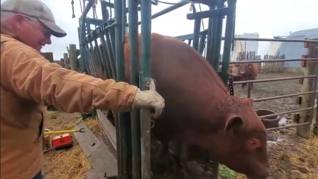 Semen testing a Bull that is to big for the squeeze - YouTube
