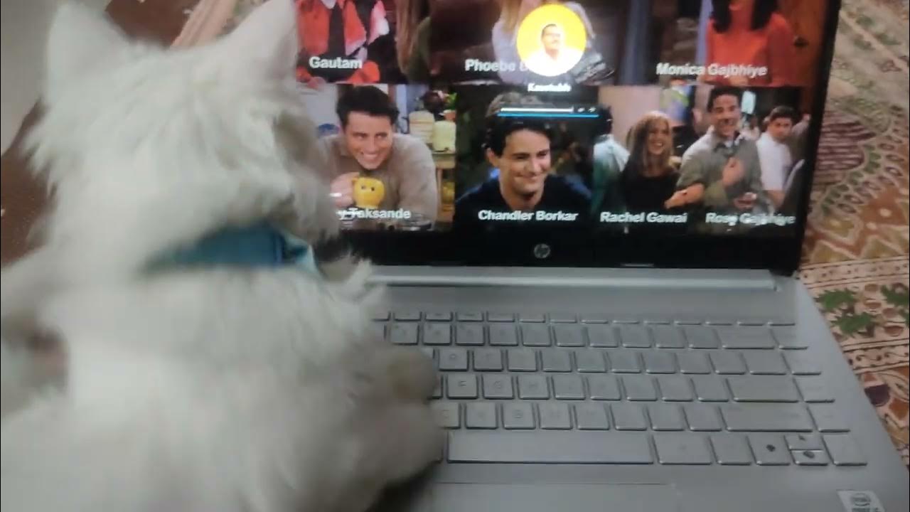 The one with the cat coder - YouTube