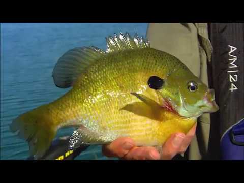 Brown Down Bluegills - YouTube