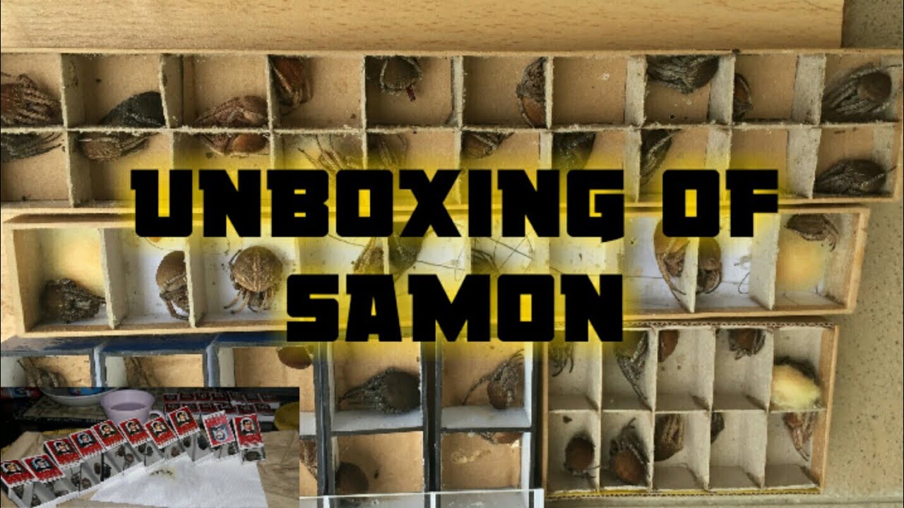 Unboxing How to determine a Samon - YouTube