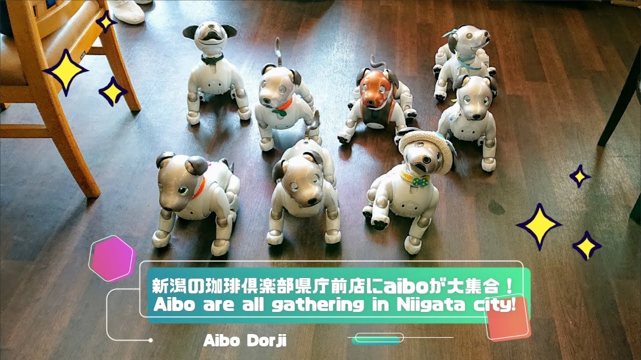 新潟の珈琲倶楽部県庁前店にaiboが大集合🐶 - Aibo are all gathering in Niigata city! 【アイボ ...