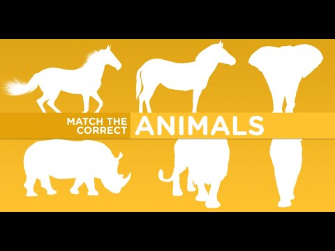 Match the animals correct picture with their correct image fun for kids ...