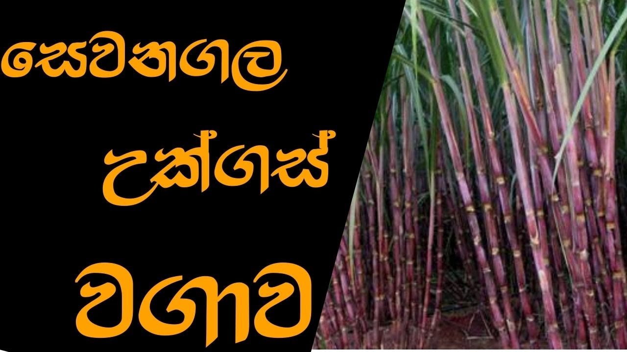 Sewanagala Sugar Cane Cultivation - YouTube