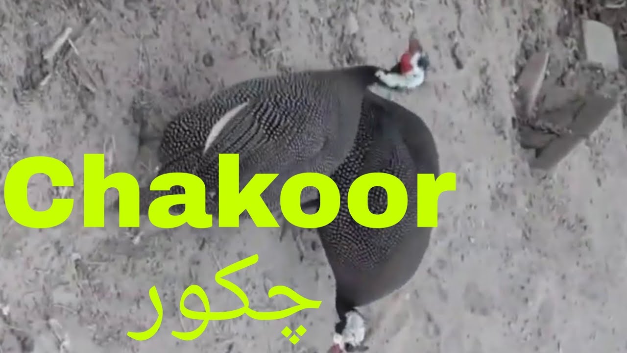Chakor National Bird of Pakistan| Chakor National Documentary| Facts ...