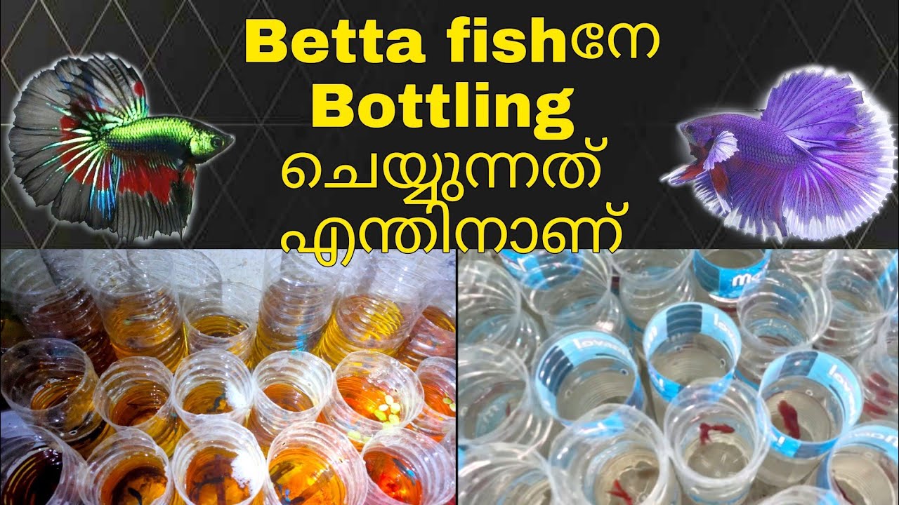 Betta fish bottling malayalam | fighter fish bottling | water change ...