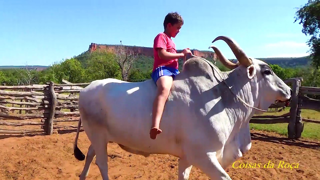 Boi Guzerá manso de montaria, Animais domésticos, Boi adestrado para ...