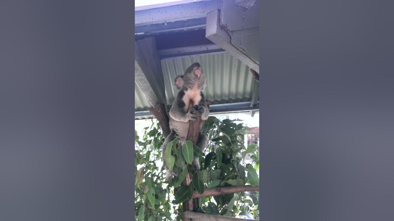 Cute Burping Koala Bear Youtube