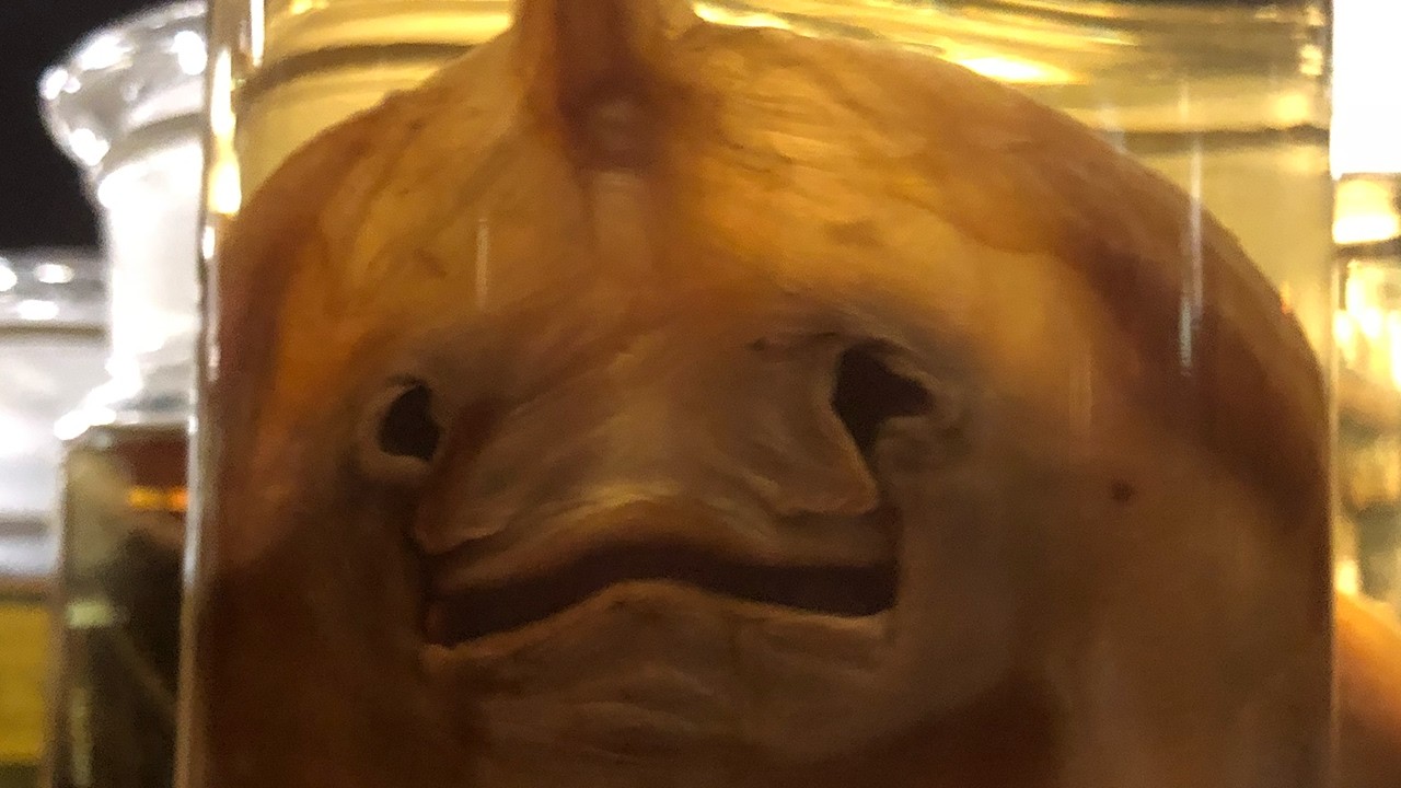 Marjorie W.C Sinclair - Shark Teeth (Official Video) - YouTube