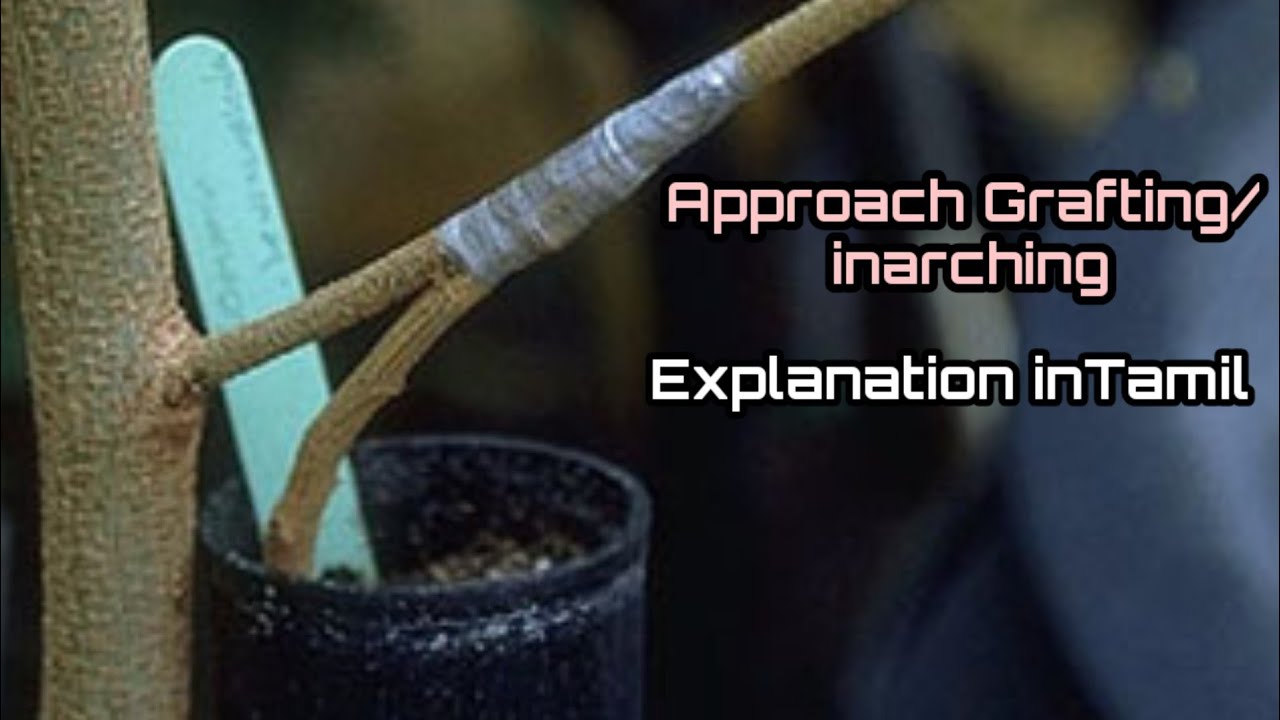 Approach grafting/inarching in practical explanation#grafting # ...